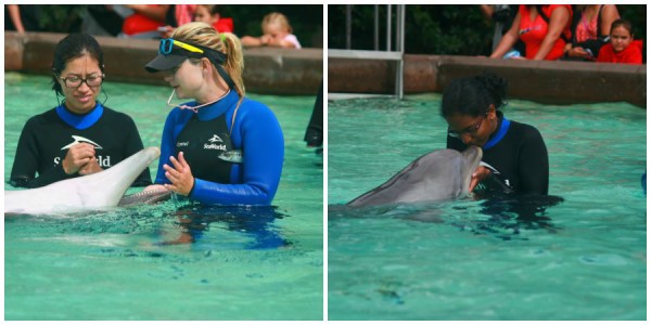 50 years of Smiles at Seaworld - Family Review Guide