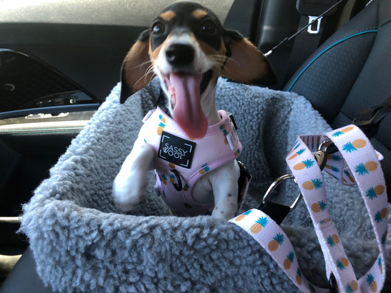 Strut Your Mutt With Sassy Woof Dog Gear - Family Review Guide